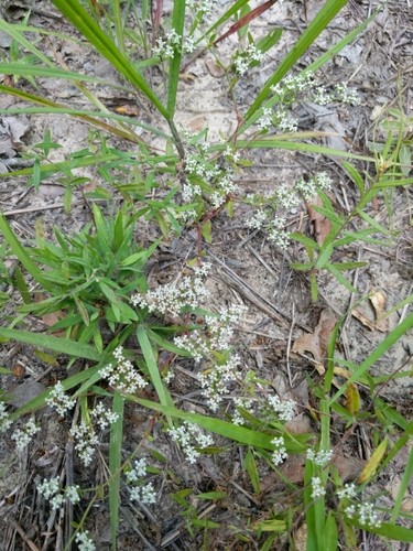 Drummond's nailwort (Paronychia drummondii) Flower, Leaf, Care, Uses ...