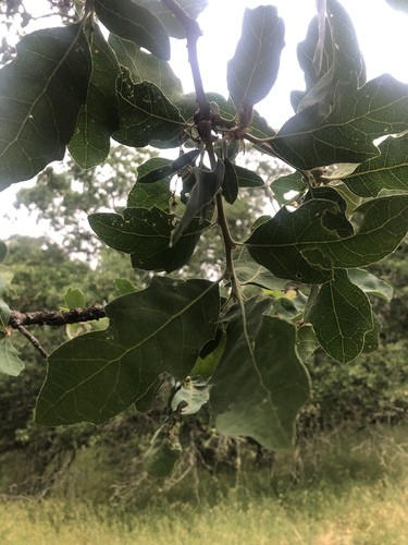 Roble azul (Quercus douglasii) - PictureThis