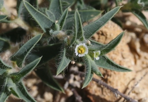 Pointed sandmat (Euphorbia acuta) Flower, Leaf, Care, Uses - PictureThis