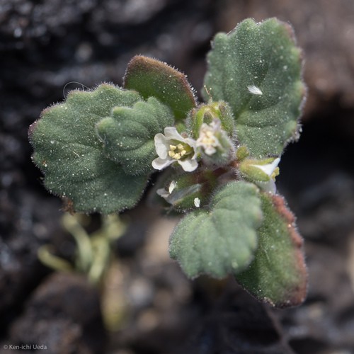 Phacelia rotundifolia - PictureThis