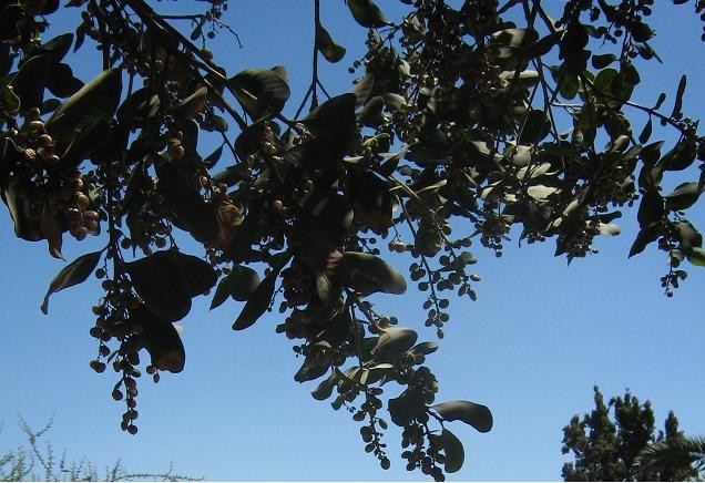 How can I provide Litre tree with an adequate temperature condition ...