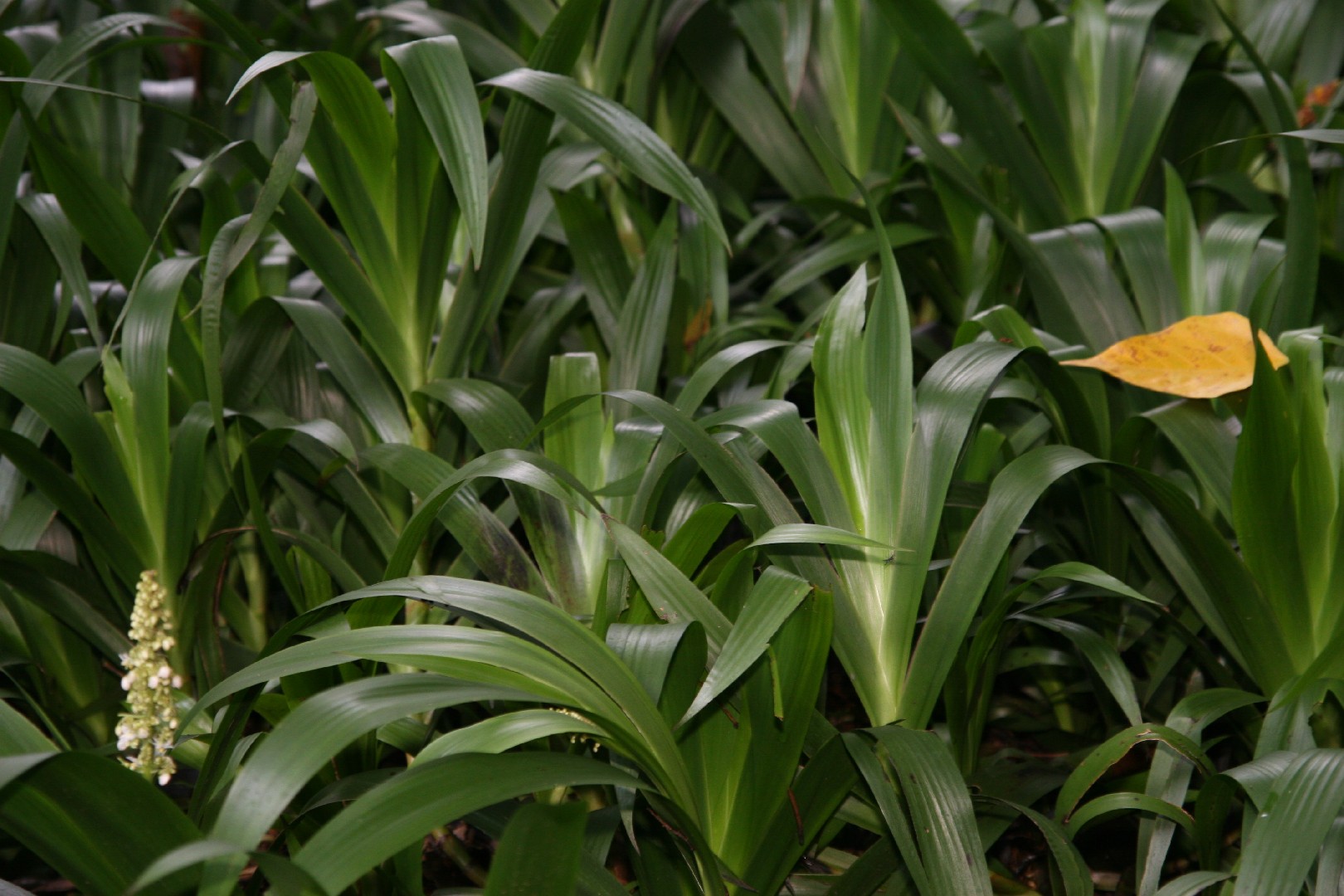 Xiphidium caeruleum Cuidados (Como Cuidar, Doenças, Podar) - PictureThis