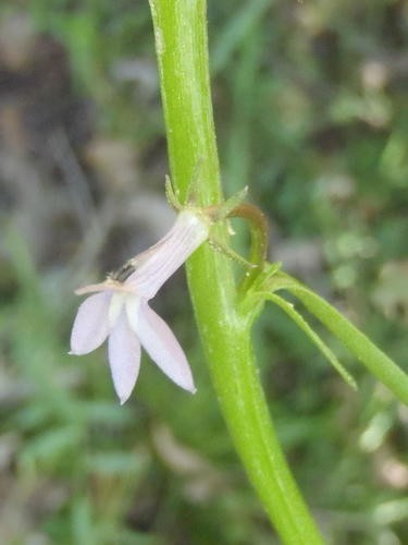 Grammatotheca bergiana - PictureThis