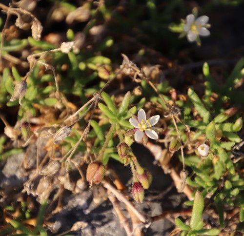 Greater sea spurrey (Spergularia media) Flower, Leaf, Care, Uses ...