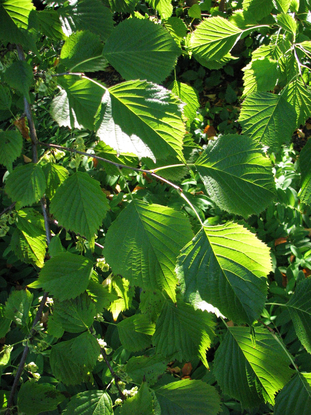 Euptelea (Eupteleaceae) Flower, Leaf, Care, Uses - PictureThis