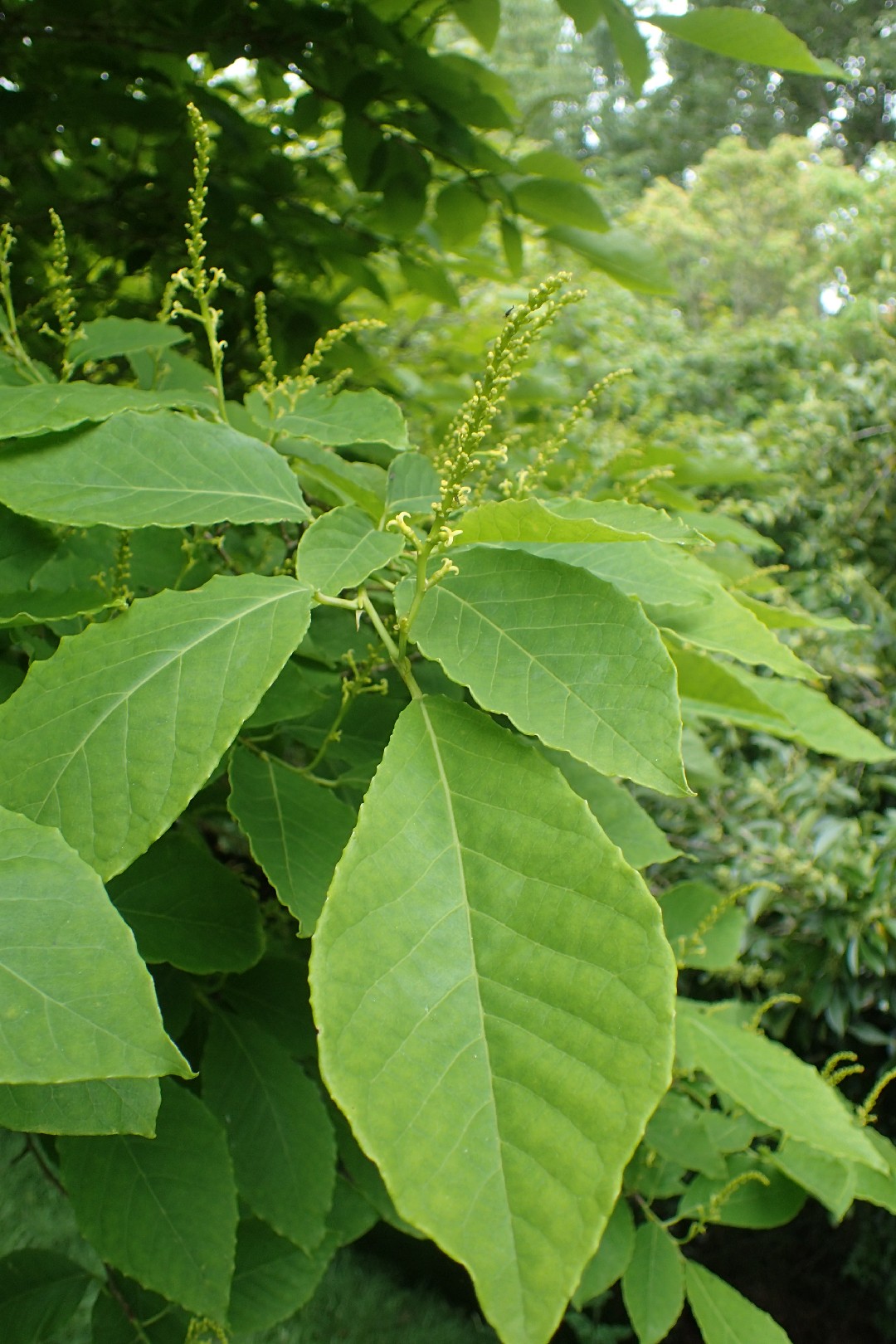 Neoshirakia japonica - PictureThis
