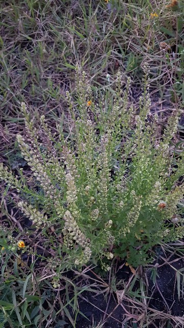 Yerba Del Pajarito Lepidium Bonariense Picturethis