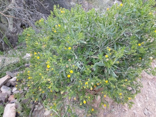 Guillermito (Trixis californica) - PictureThis