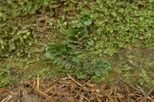 Treubia Care (Watering, Fertilize, Pruning, Propagation) - PictureThis