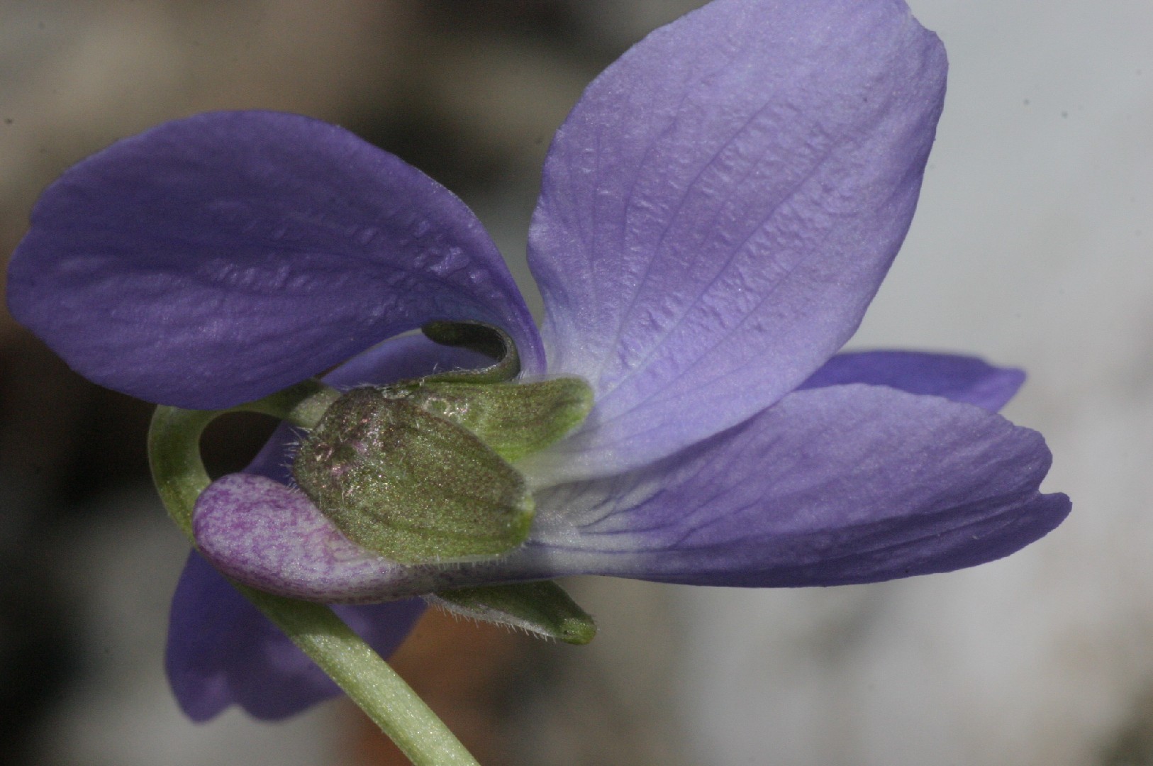 Viola hirta - PictureThis