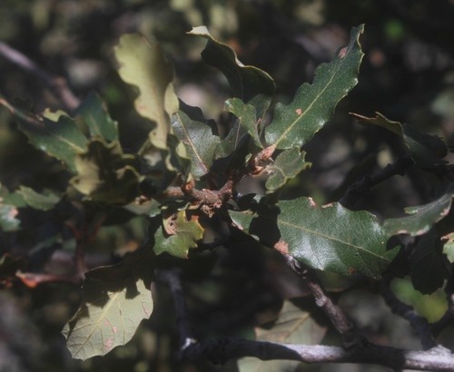 Encino blanco (Quercus crassifolia) - PictureThis