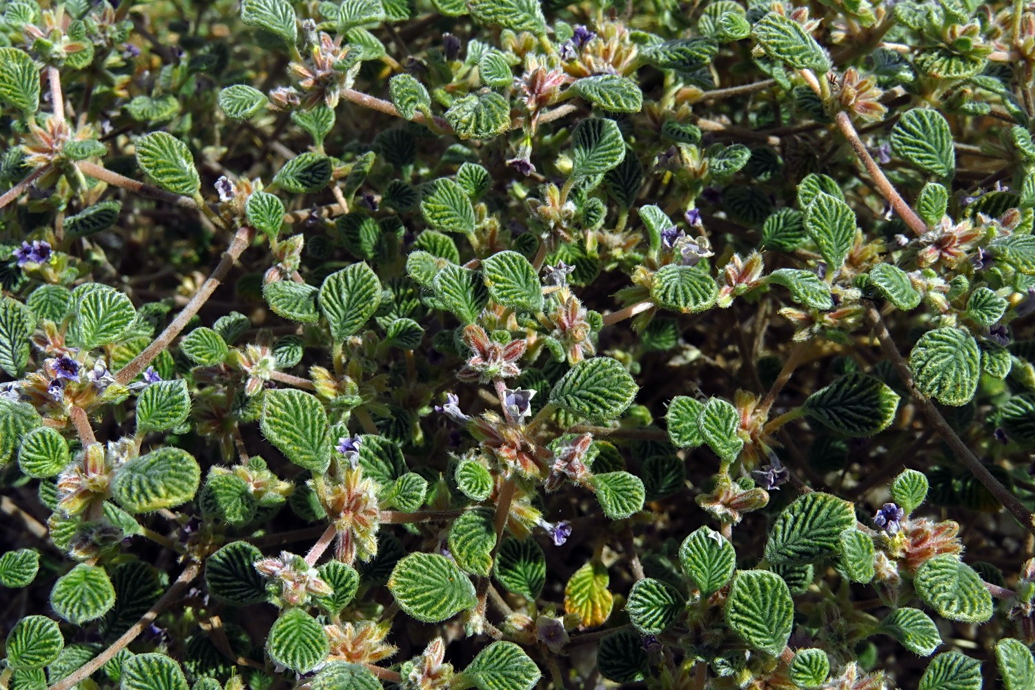 Fan-leaf crinklemat (Tiquilia plicata) Flower, Leaf, Care, Uses ...