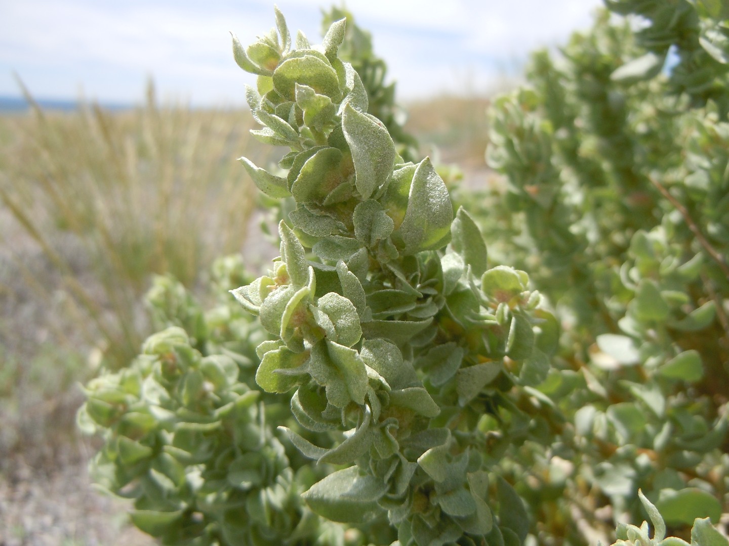 Atriplex confertifolia - PictureThis