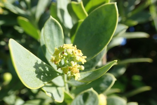 🌿 ¿Cómo trasplantar Osyris compressa? (Época ideal, métodos y cuidados ...
