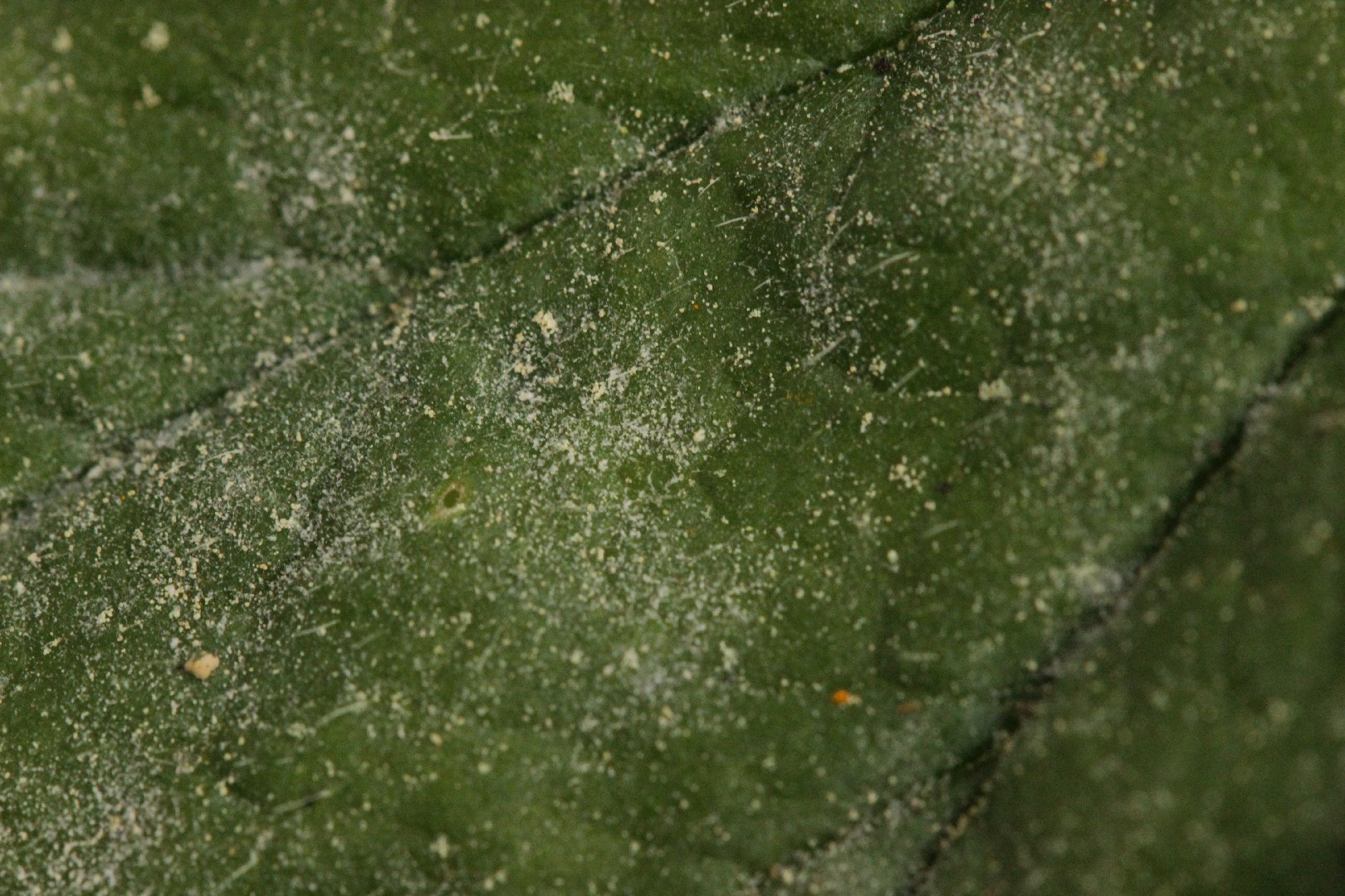 Leotiomycetes Flower, Leaf, Care, Uses - PictureThis