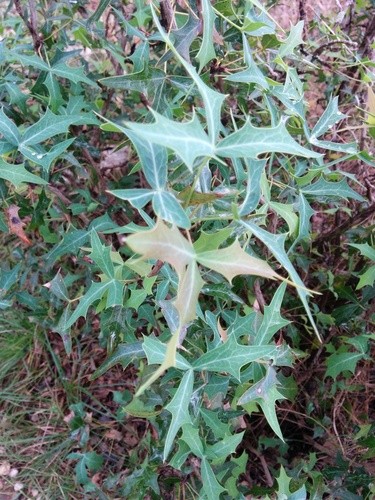 Palo amarillo (Berberis trifoliolata) - PictureThis