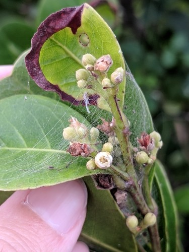 Icaco (Chrysobalanus icaco) - PictureThis