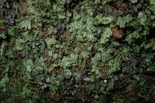 Filmy fern (Hymenophyllaceae) Flower, Leaf, Care, Uses - PictureThis