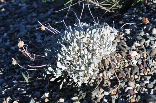 Butterballs (Eriogonum ovalifolium) Flower, Leaf, Care, Uses - PictureThis