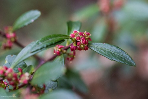Paxistima Care (Watering, Fertilize, Pruning, Propagation) - PictureThis