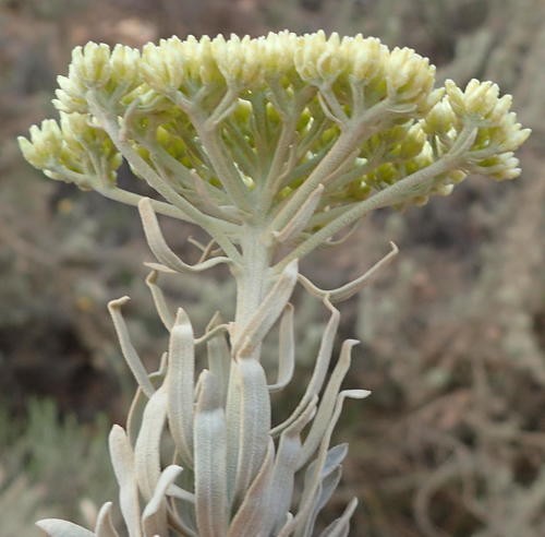 Athanasia tomentosa Flower, Leaf, Care, Uses - PictureThis