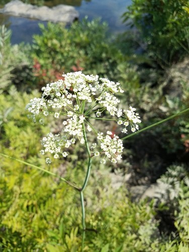 Stiff cowbane (Oxypolis rigidior) Flower, Leaf, Care, Uses - PictureThis