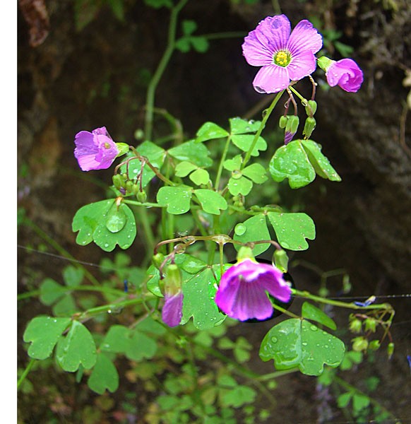 Acederilla rosa (Oxalis rosea) - PictureThis