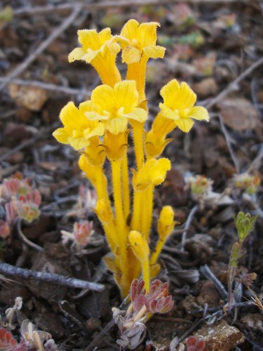 Aphyllon fasciculatum - PictureThis