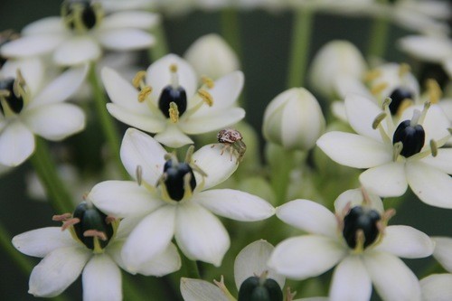 Ornithogalum saundersiae - PictureThis