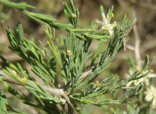 Asparagus capensis - PictureThis