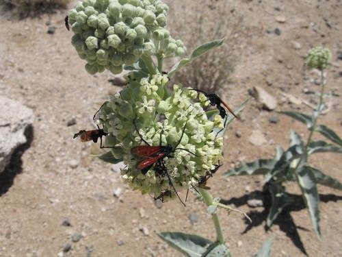 Asclepias erosa - PictureThis