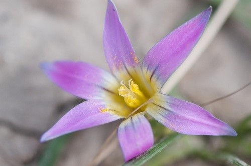 Romulea rosea - PictureThis