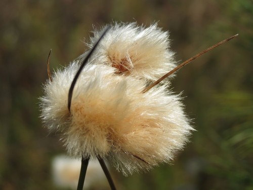 Cola de la Liebre algodón zacate (Eriophorum virginicum) - PictureThis