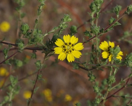 San diego tarweed (Deinandra paniculata) Flower, Leaf, Care, Uses ...