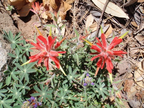 Castilleja tenuiflora - PictureThis