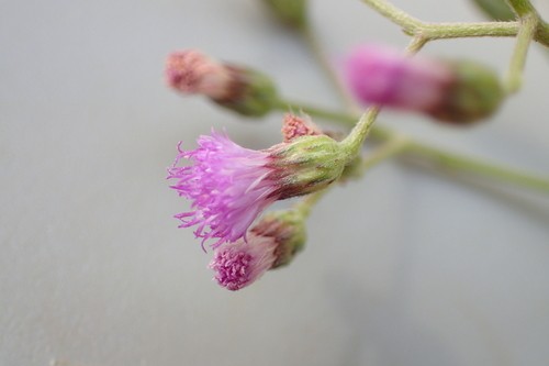 Little ironweed (Cyanthillium cinereum) Flower, Leaf, Care, Uses ...