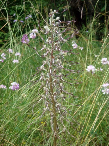 Lizard orchid (Himantoglossum hircinum) Flower, Leaf, Care, Uses ...