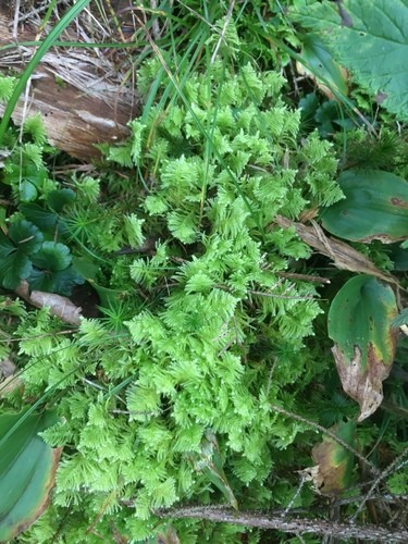 Hypne cimier (Ptilium crista-castrensis) - PictureThis