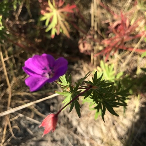 Geranio sanguíneo (Geranium sanguineum) - PictureThis