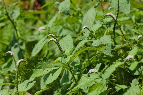 Turnsole (Heliotropium indicum) Flower, Leaf, Care, Uses - PictureThis