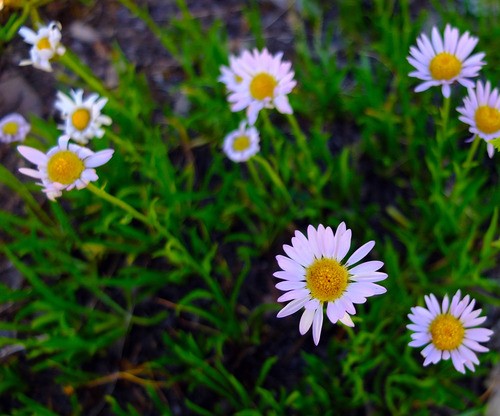 Margarita subalpina (Erigeron glacialis) - PictureThis