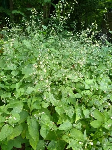 Circaea canadensis Cuidados (Plantando, Fertilizantes, Enfermedades ...