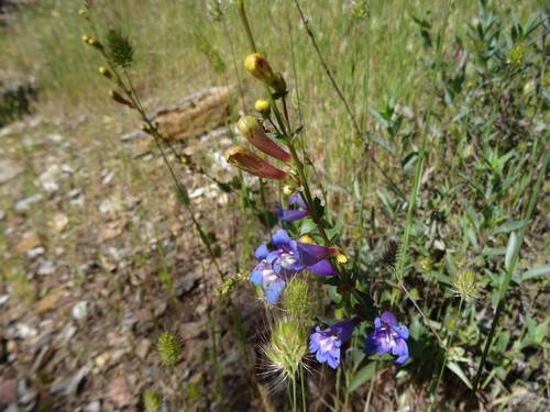 Penstemon azureus - PictureThis