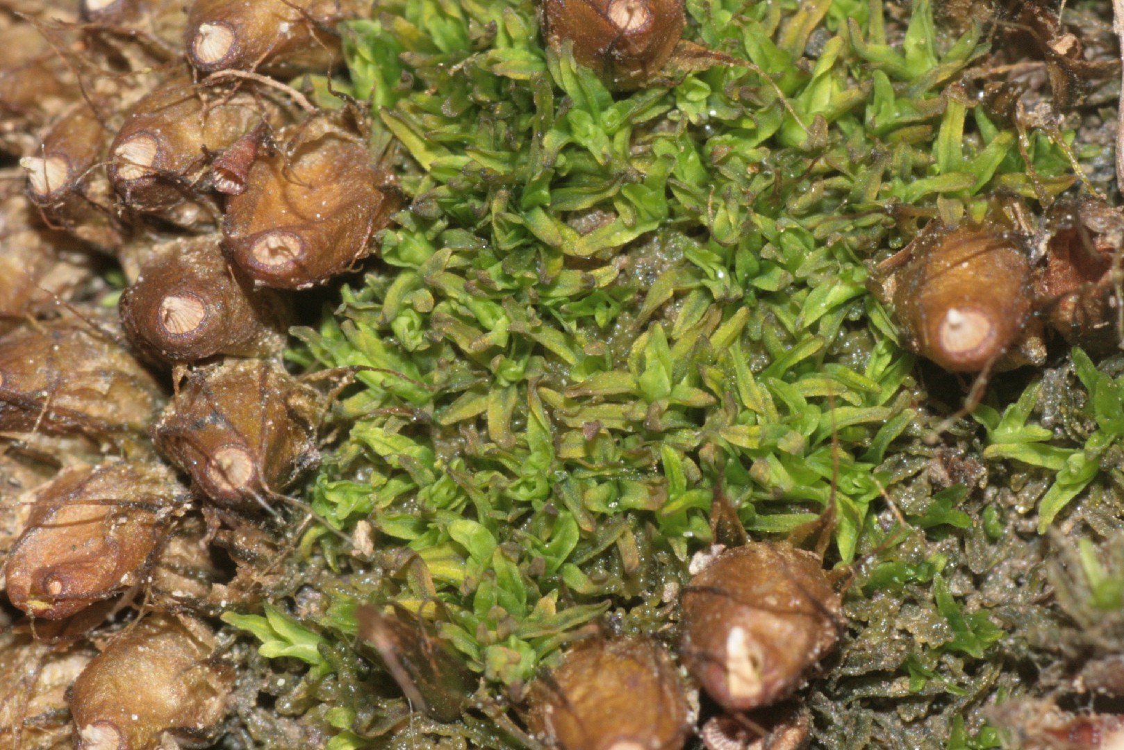 Nut moss (Diphyscium foliosum) Flower, Leaf, Care, Uses - PictureThis