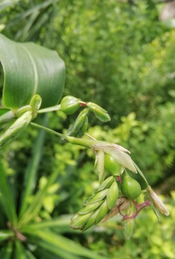 ジュズダマ（数珠玉) (Coix lacryma-jobi) 花言葉，毒性，よくある質問 - PictureThis