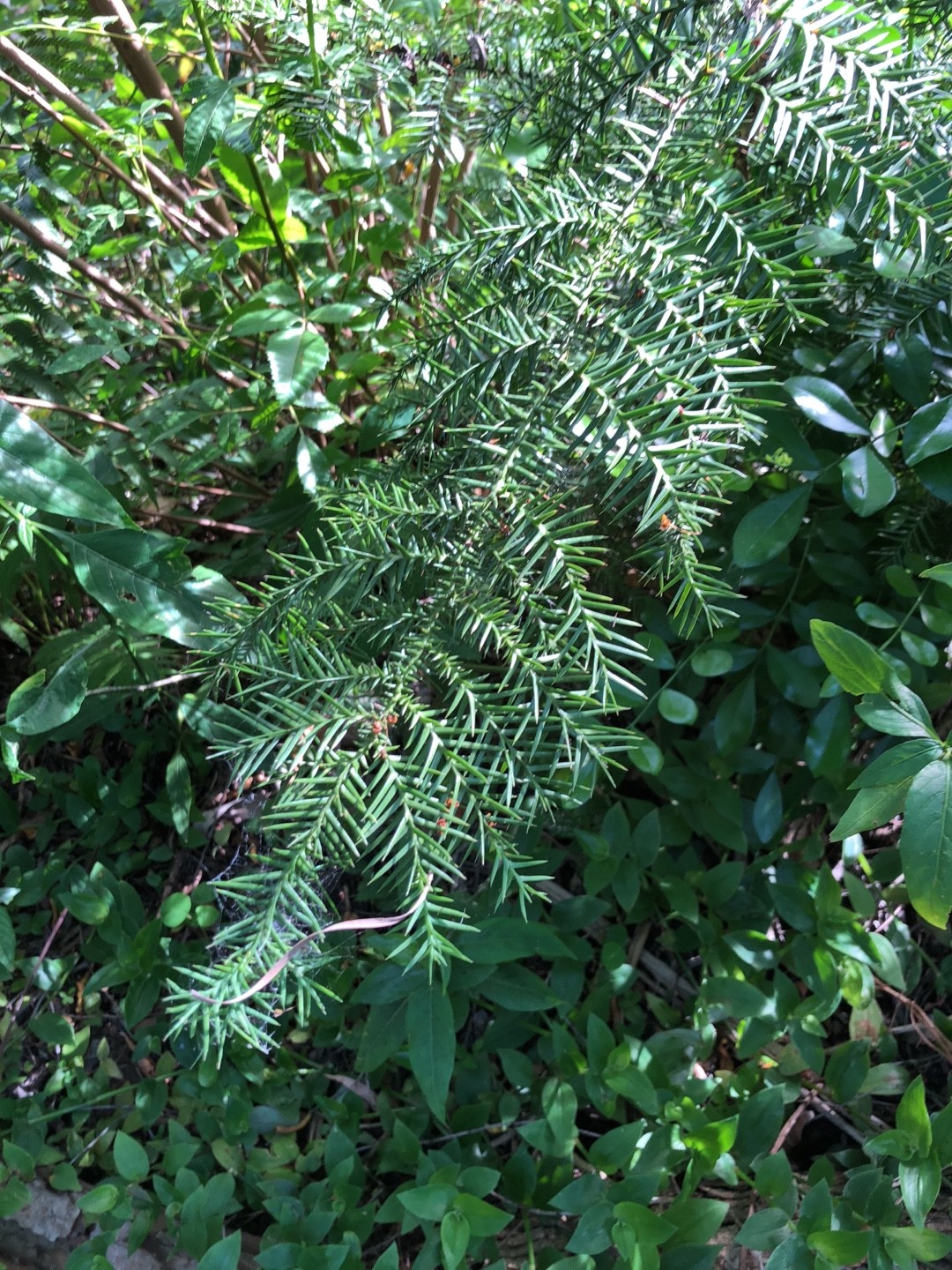 Taiwania (Taiwania cryptomerioides) - PictureThis