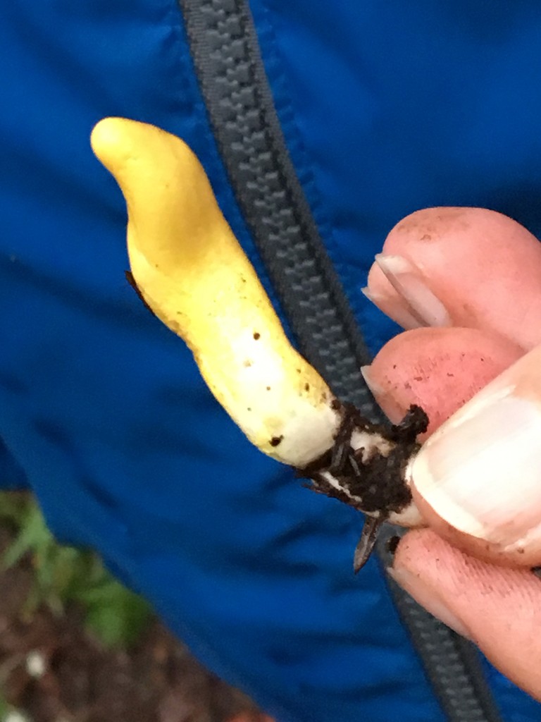 Hypocreaceae (Hypocreaceae) Flower, Leaf, Care, Uses - PictureThis