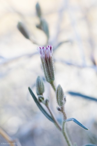 Desert palafox (Palafoxia arida) Flower, Leaf, Care, Uses - PictureThis