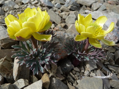 Ranunculus haastii - PictureThis