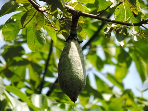 Pochote (Ceiba acuminata) Flower, Leaf, Care, Uses - PictureThis